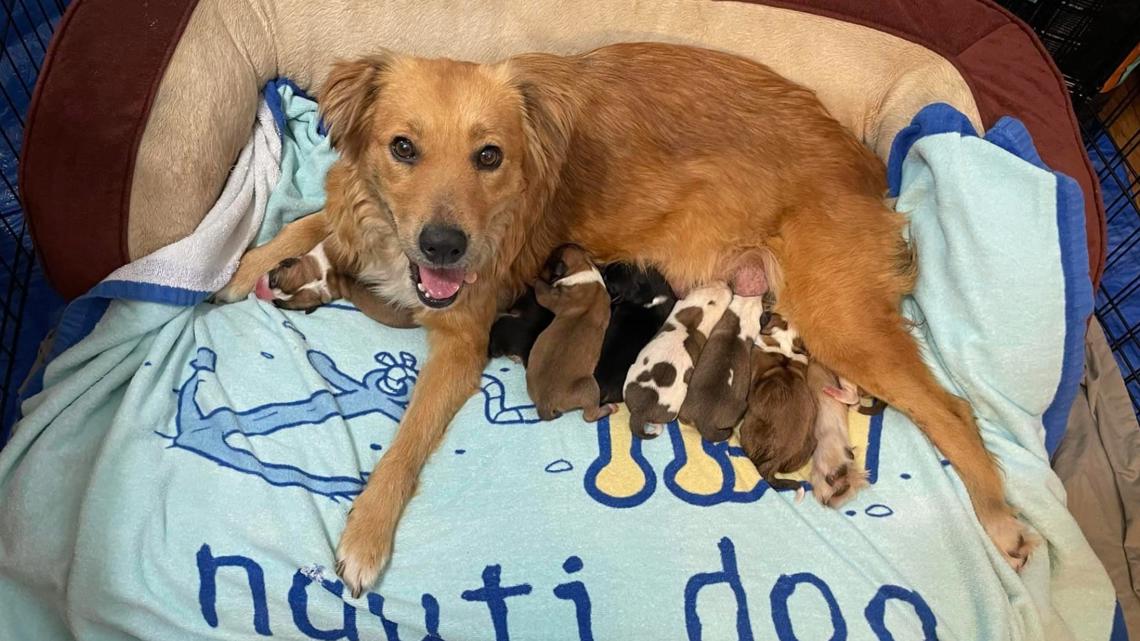 Connie the Container Dog dies from pythiosis | 11alive.com