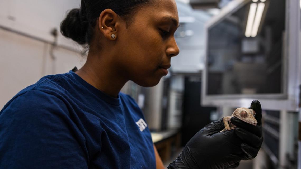 National Zoo vets go all in to save small lizard with tumors | 11alive.com