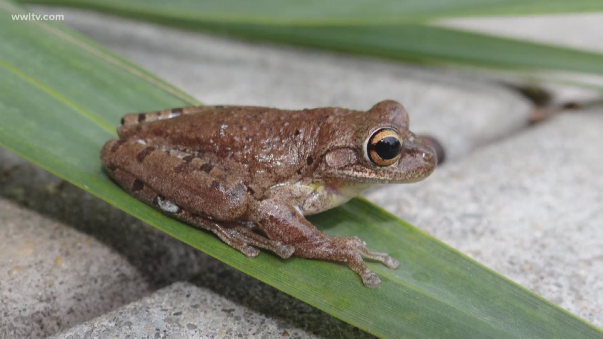 Cannibal frogs in Georgia | 11alive.com