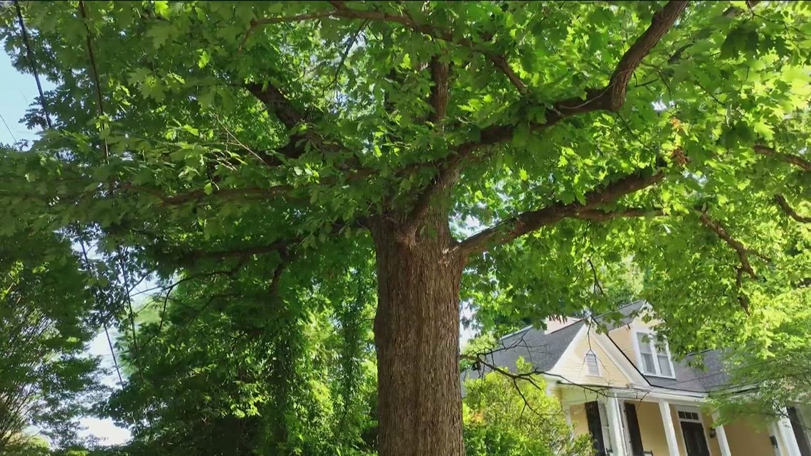 Athens legend: The tree that owns itself | 11alive.com