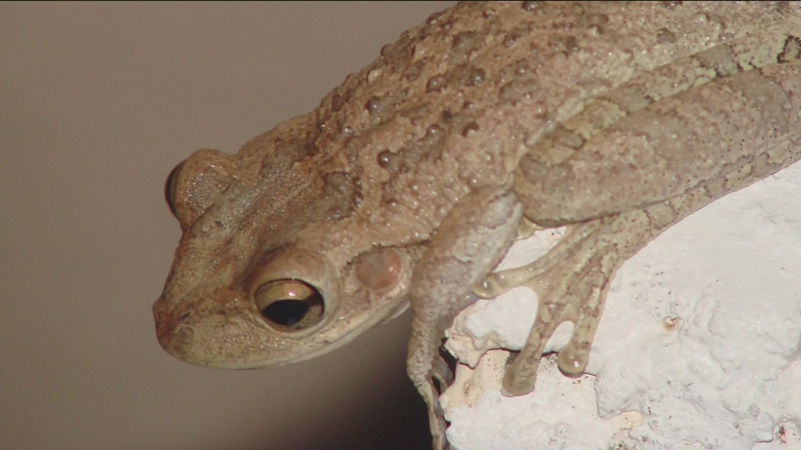 Here's what to know if you see a cannibal Cuban tree frog in Georgia ...