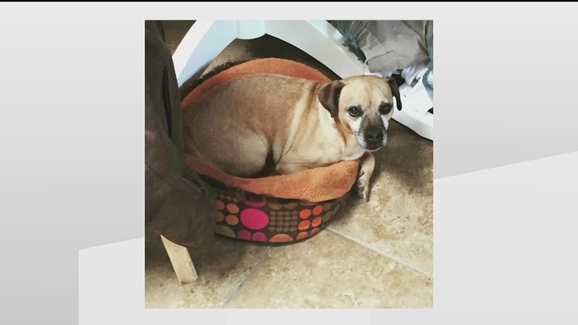 Dog missing for 7 years found in South Carolina 1,700 miles away ...