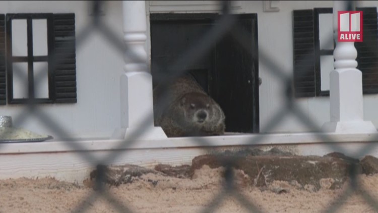 Georgia’s famous groundhog makes 2025 weather prediction this Sunday ...