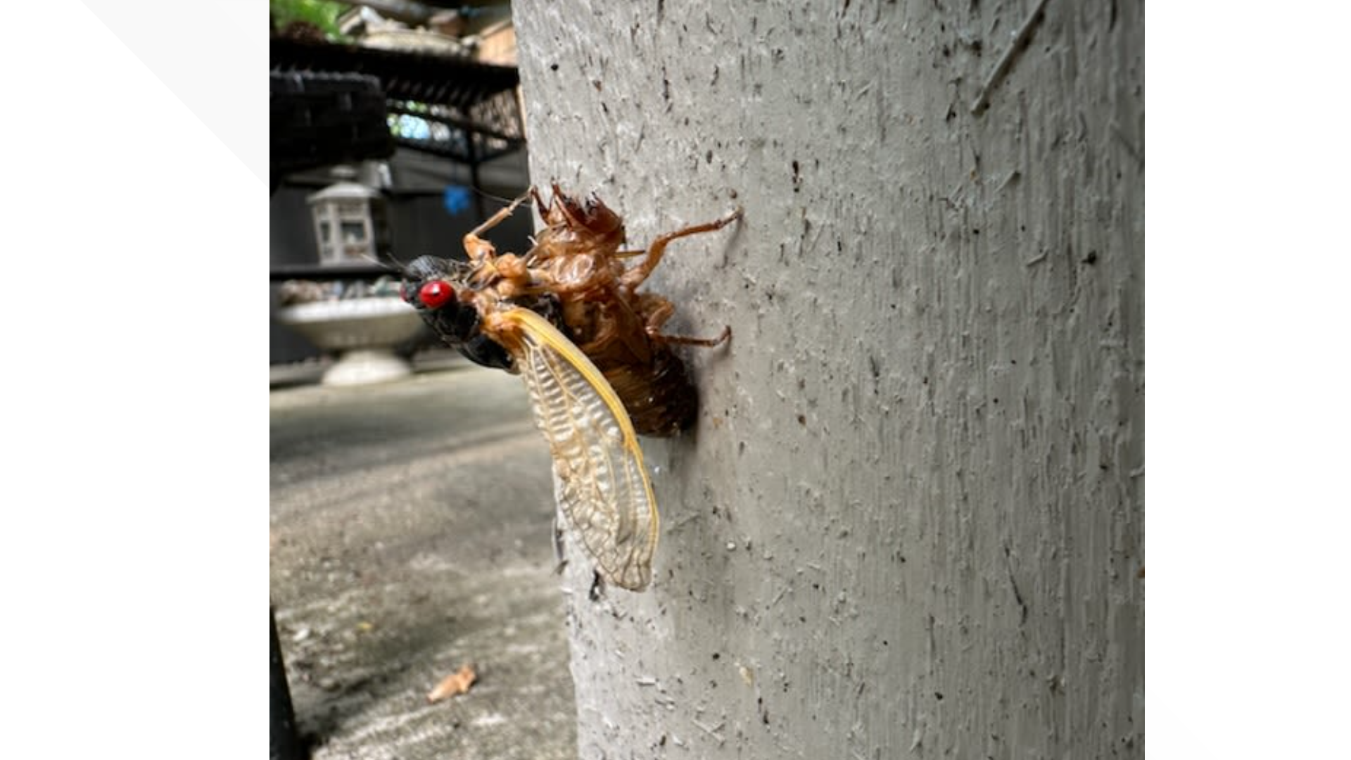 Cicadas in Georgia 2024 | First sightings reported | 11alive.com