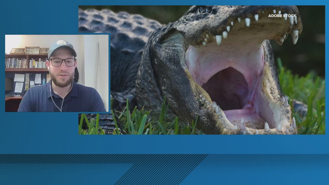 11Alive News: The Take | KSU student explores alligator adaptation (10 ...