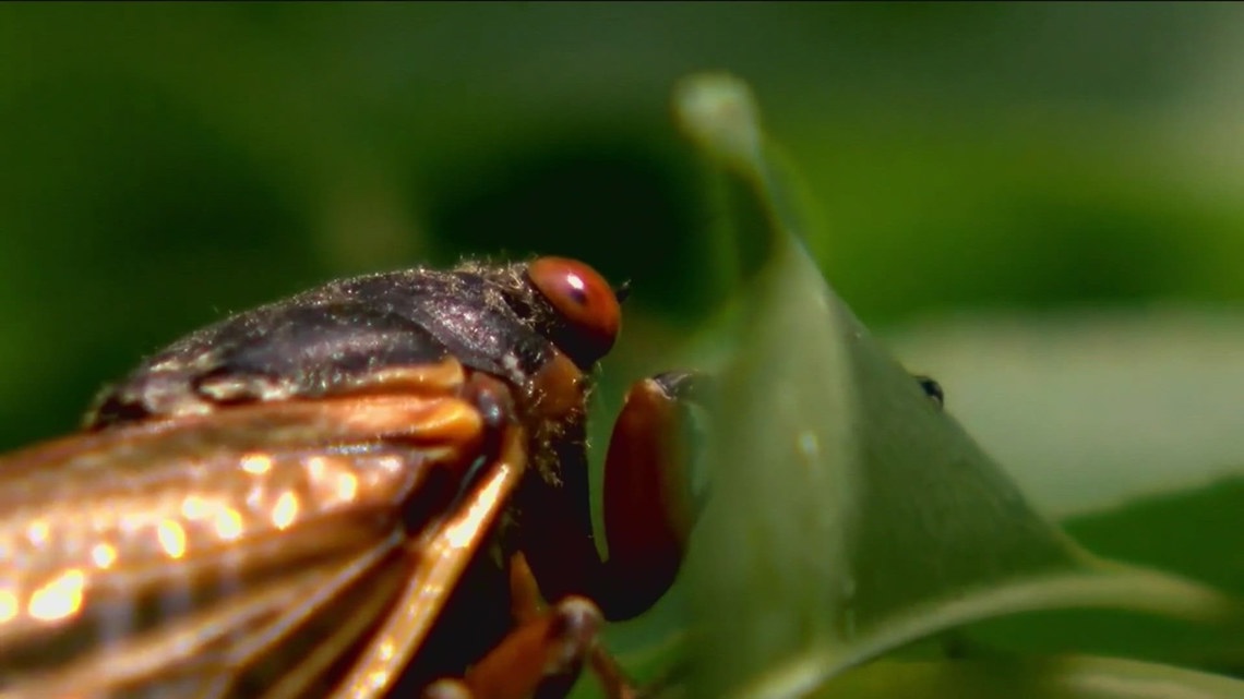 Here's how long periodic cicadas will stick around in Georgia | 11alive.com