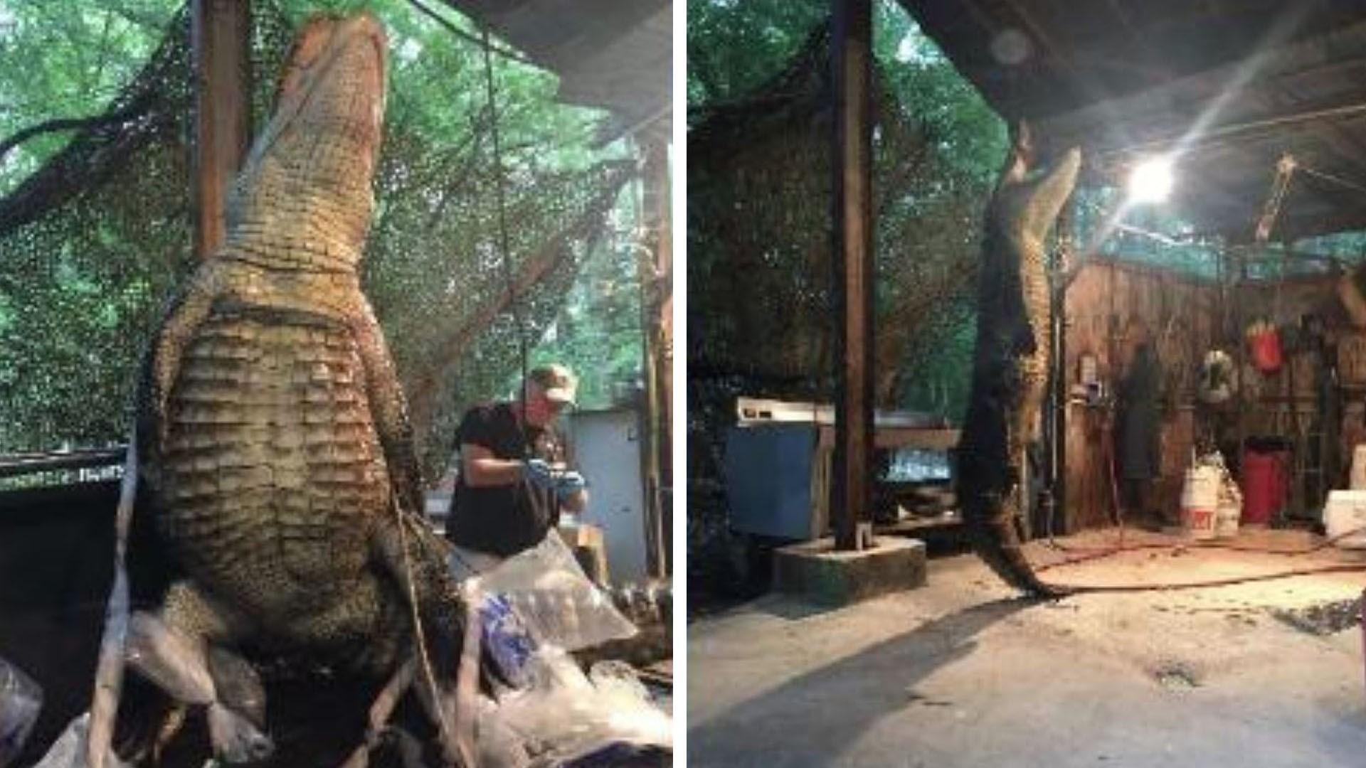 300 pound gator caught in Richmond County, Georgia | 11alive.com