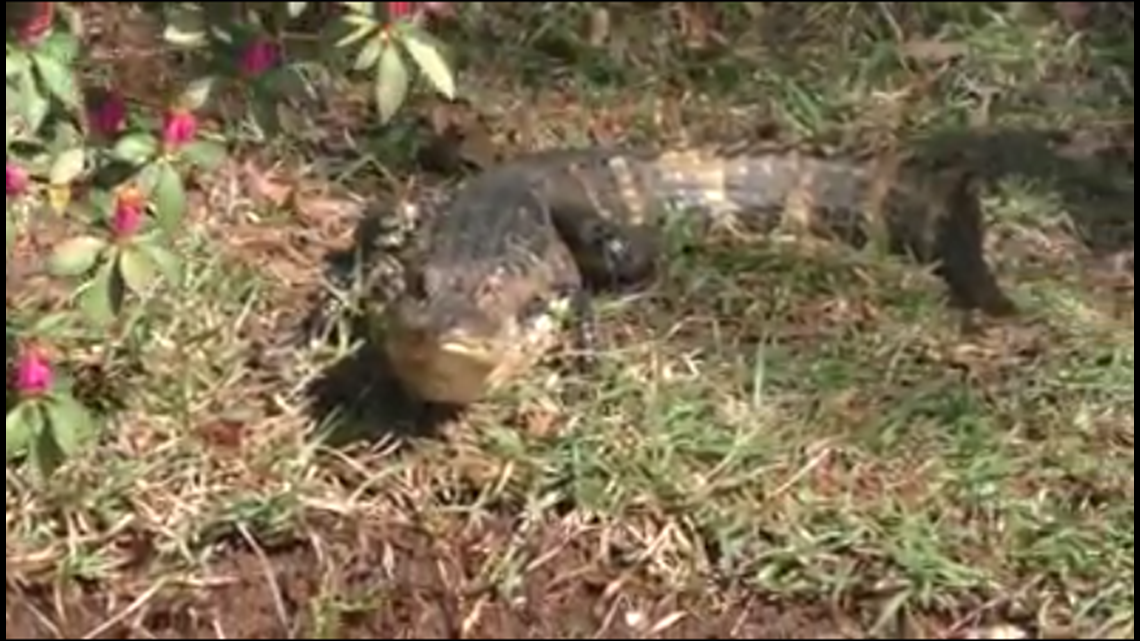 Alligator spotted at Lake Sinclair in Milledgeville | 11alive.com