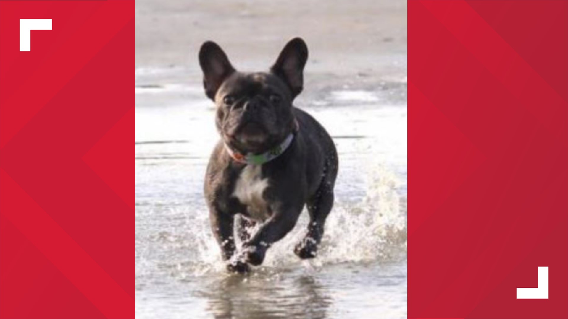 Missing French Bulldog | 11alive.com