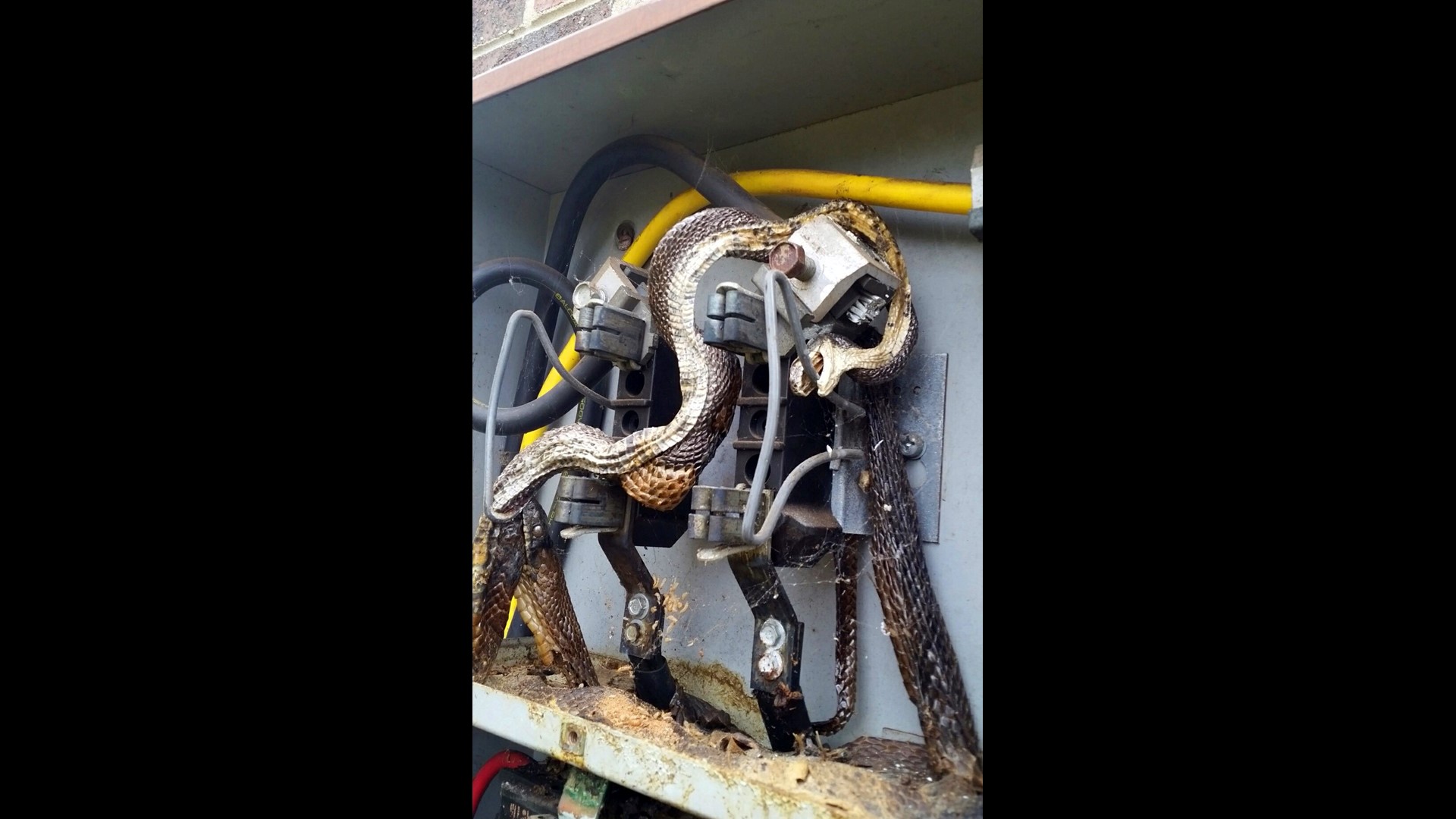 City workers find electrocuted snakes in house's power box | 11alive.com
