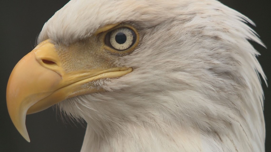 Bald eagles with bird flu in Georgia | What we know | 11alive.com