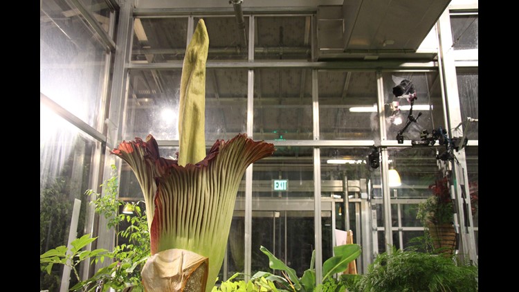 PHOTOS: 'Stinky' the corpse flower at the Botanic Gardens blooms ...