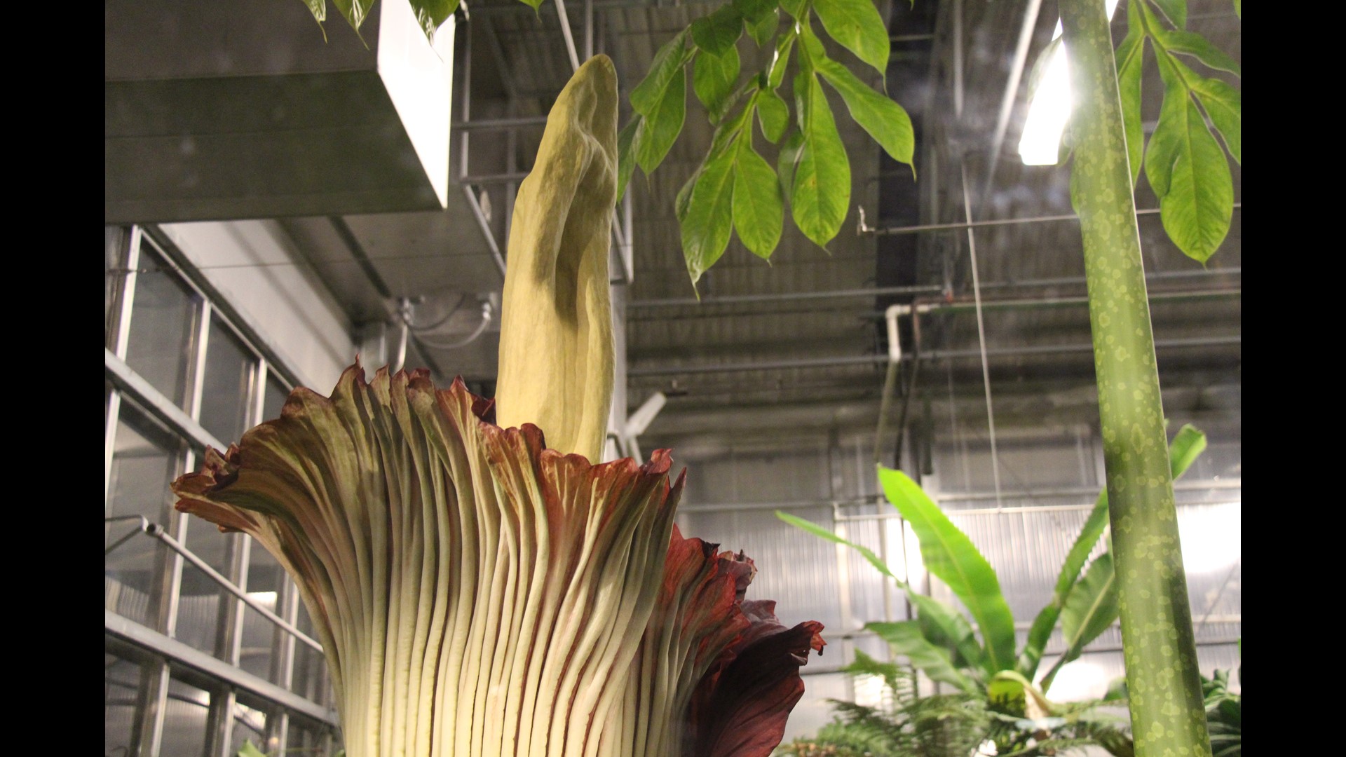PHOTOS: 'Stinky' the corpse flower at the Botanic Gardens blooms ...