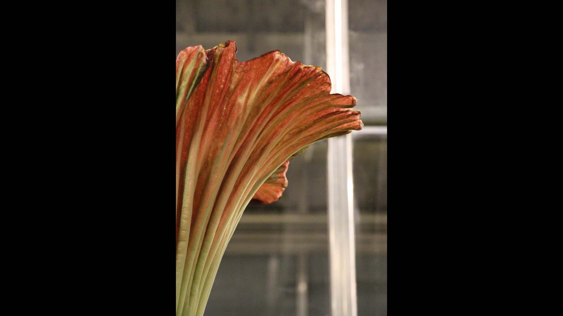 PHOTOS: 'Stinky' the corpse flower at the Botanic Gardens blooms ...