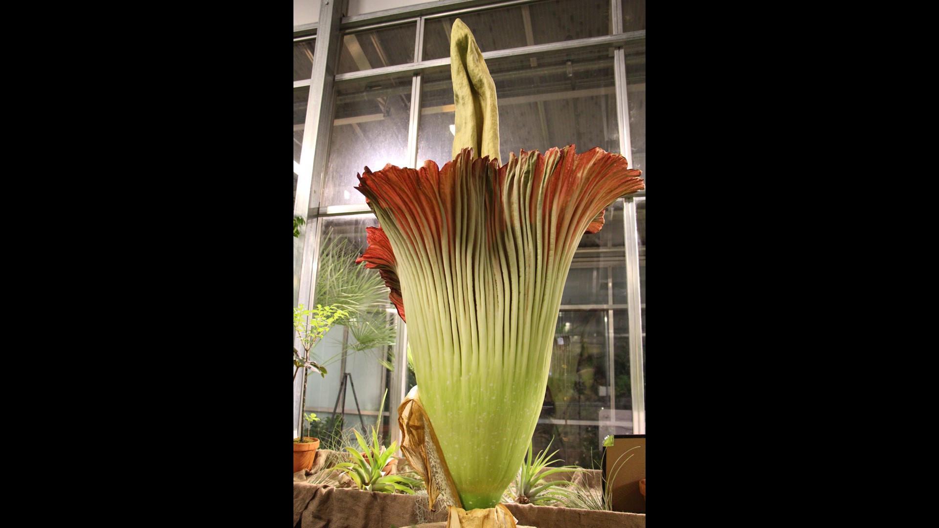 PHOTOS: 'Stinky' the corpse flower at the Botanic Gardens blooms ...