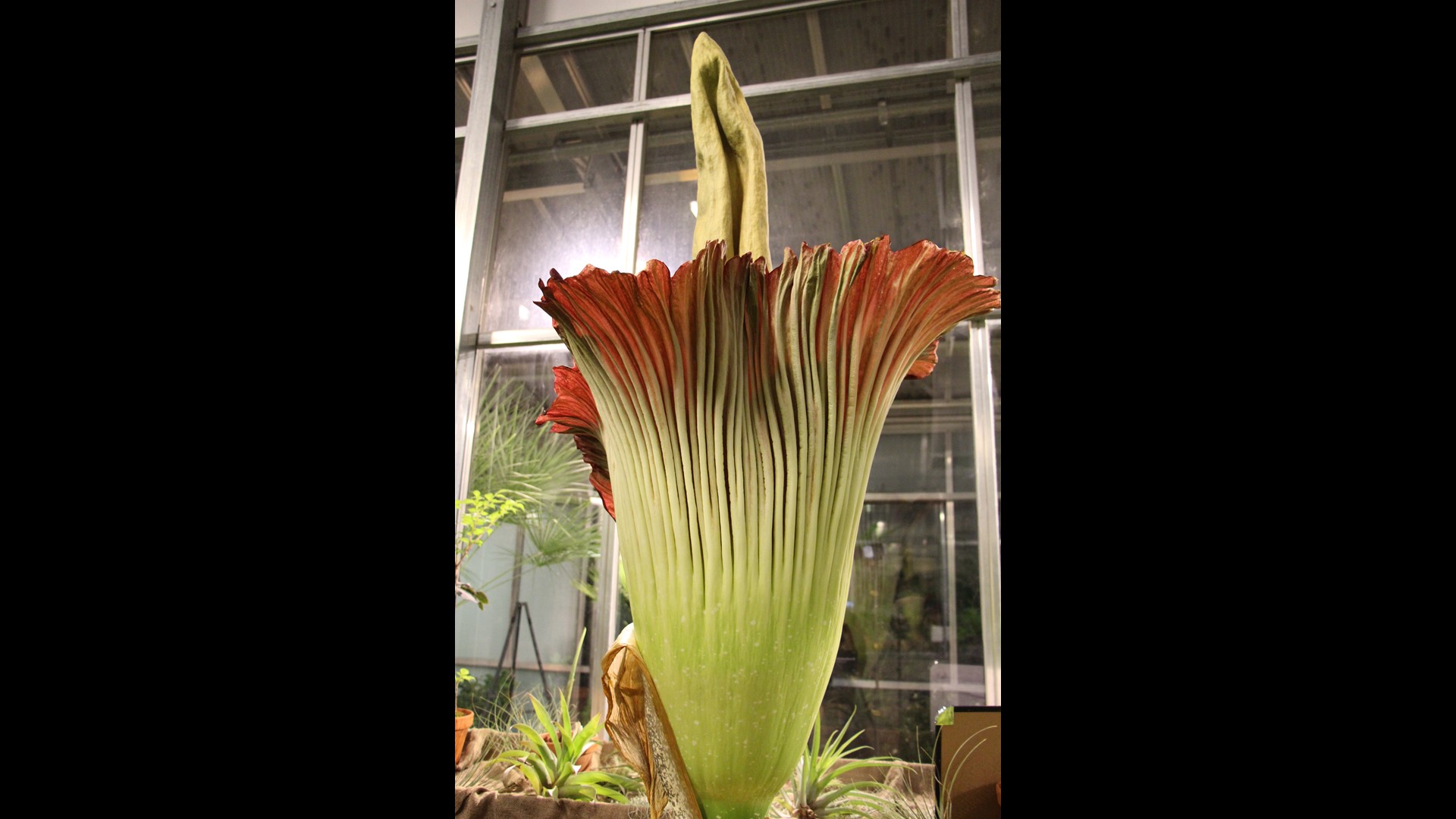 PHOTOS: 'Stinky' the corpse flower at the Botanic Gardens blooms ...