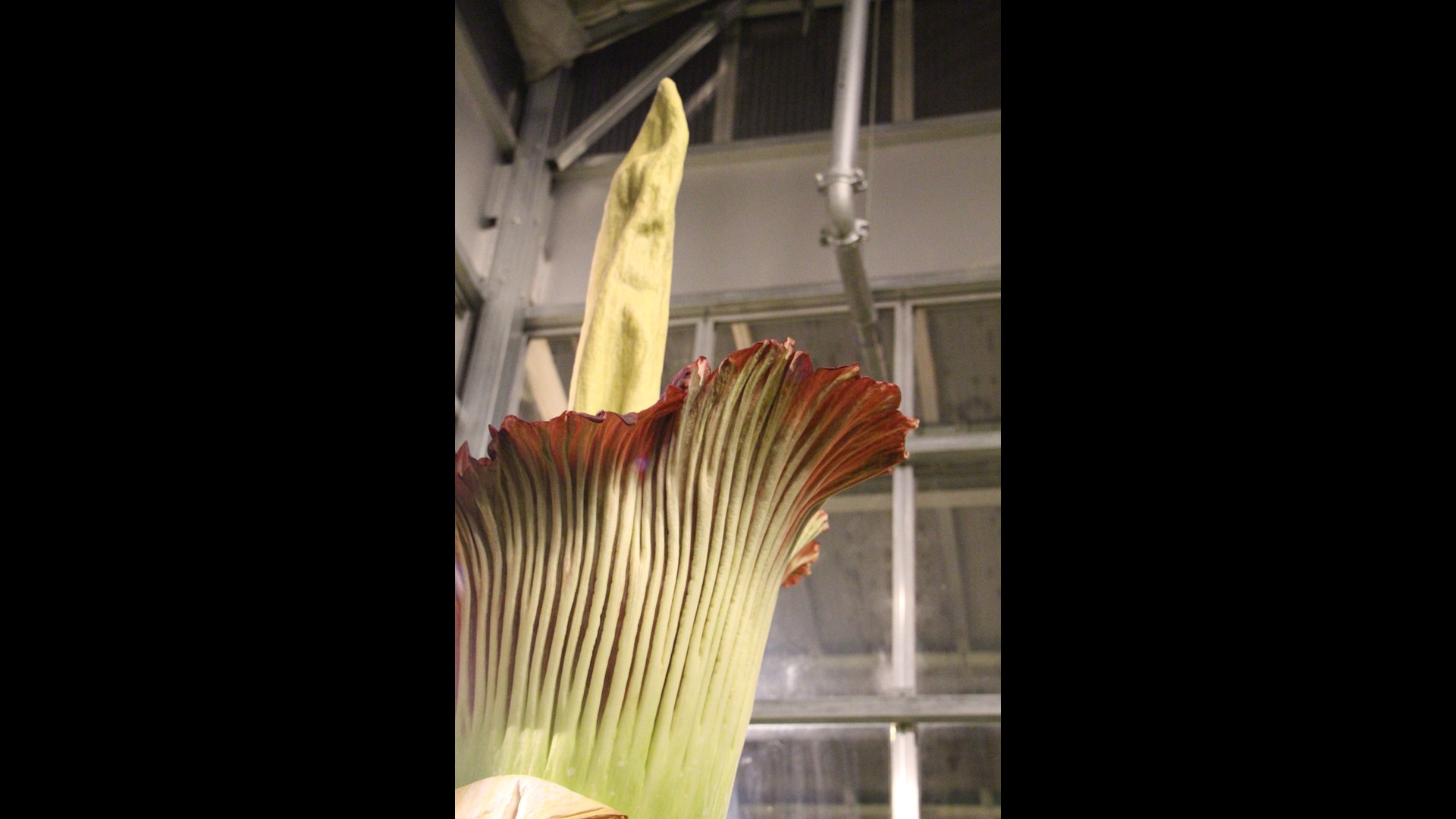 PHOTOS: 'Stinky' the corpse flower at the Botanic Gardens blooms ...