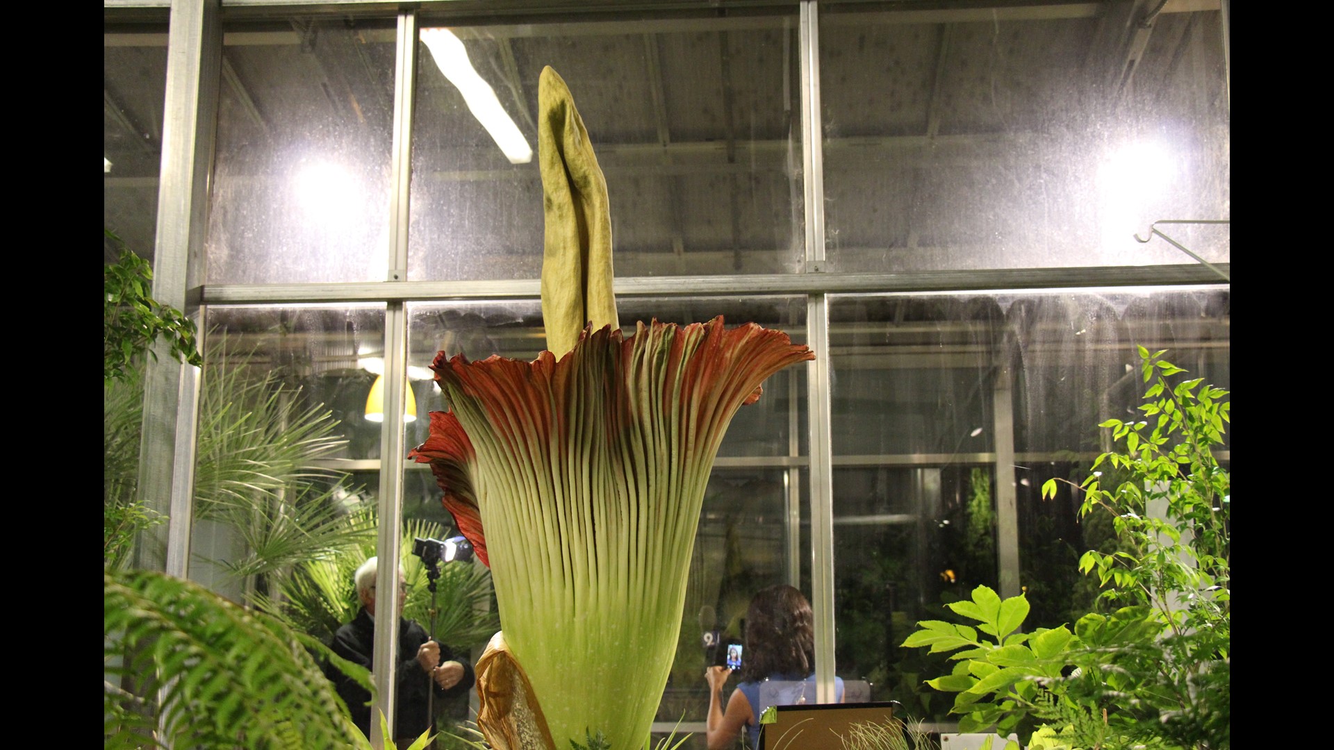 PHOTOS: 'Stinky' the corpse flower at the Botanic Gardens blooms ...