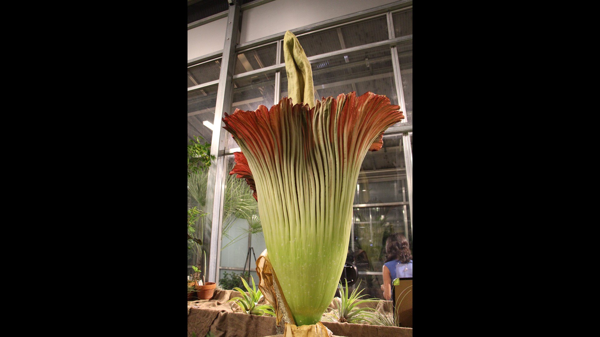 PHOTOS: 'Stinky' the corpse flower at the Botanic Gardens blooms ...