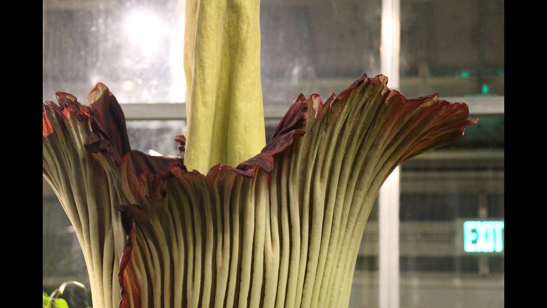 PHOTOS: 'Stinky' the corpse flower at the Botanic Gardens blooms ...