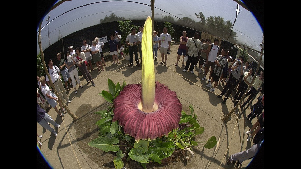 9 things to know about the corpse flower | 11alive.com