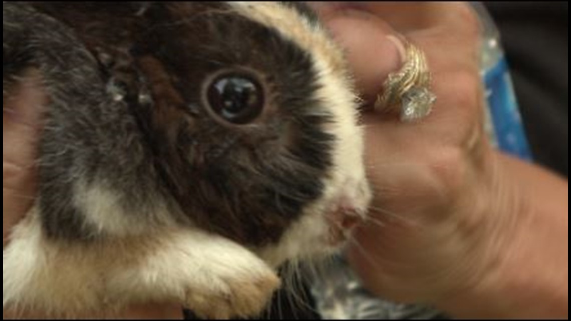 Police, rescue group to take 200 rabbits from homeowner | 11alive.com