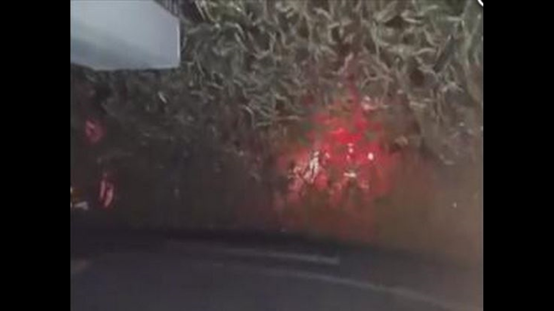 Invasion of the mayflies | 11alive.com