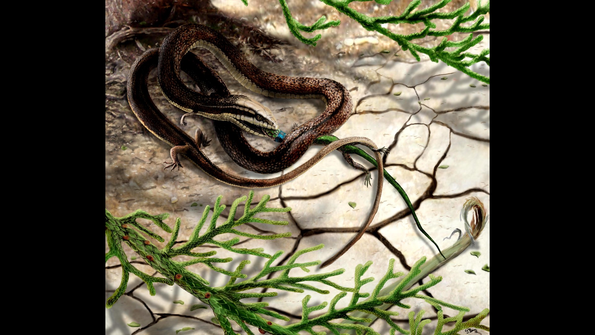 'It's got legs!': 4-legged snake is a fossil find | 11alive.com