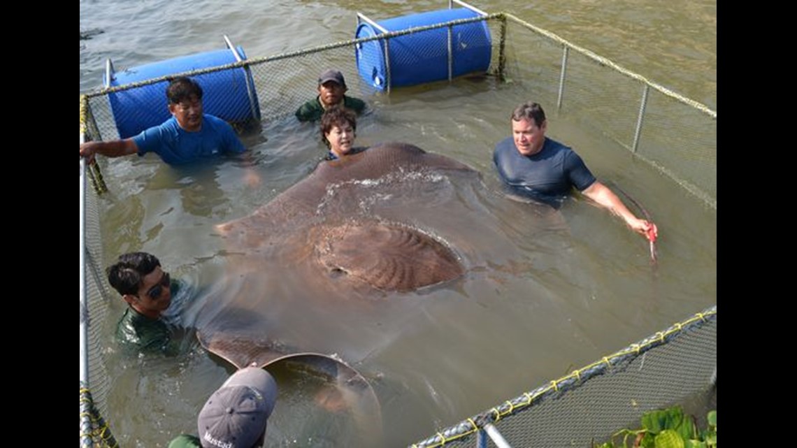 Giant stingray caught in Thailand | 11alive.com