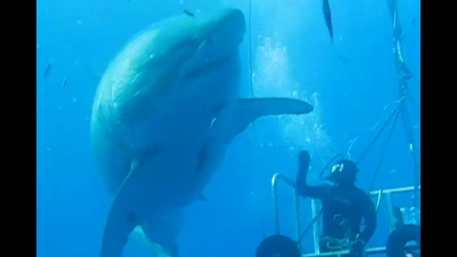 Diver leaves cage to give enormous great white shark a high five ...