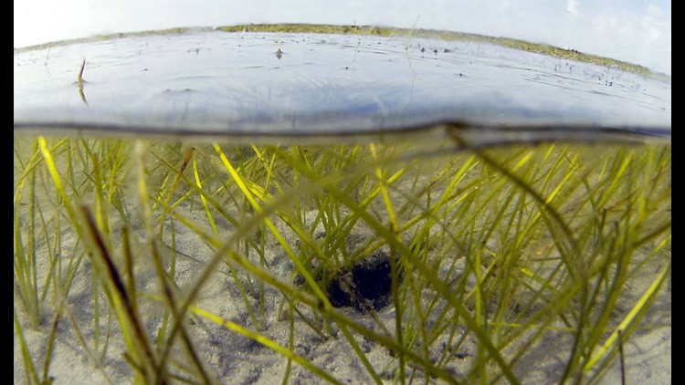 Flesh Eating Bacteria Kills Florida Swimmer