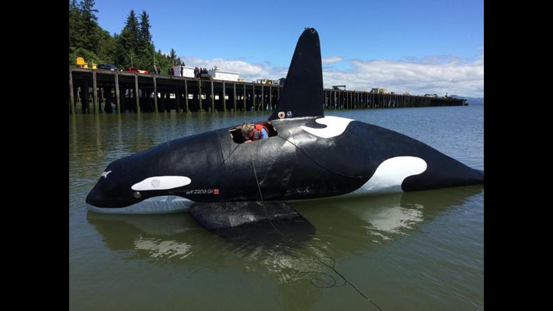 Fake orca plunges into water off Astoria, to scare sea lions | 11alive.com