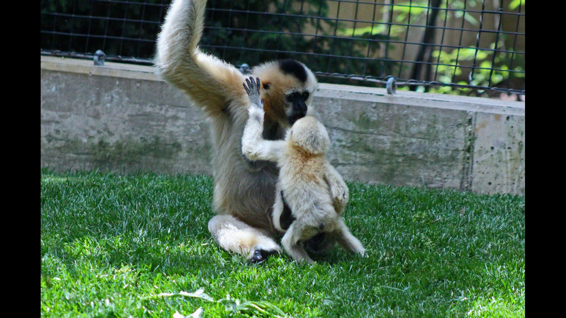 Zoo month: Baby animals | 11alive.com