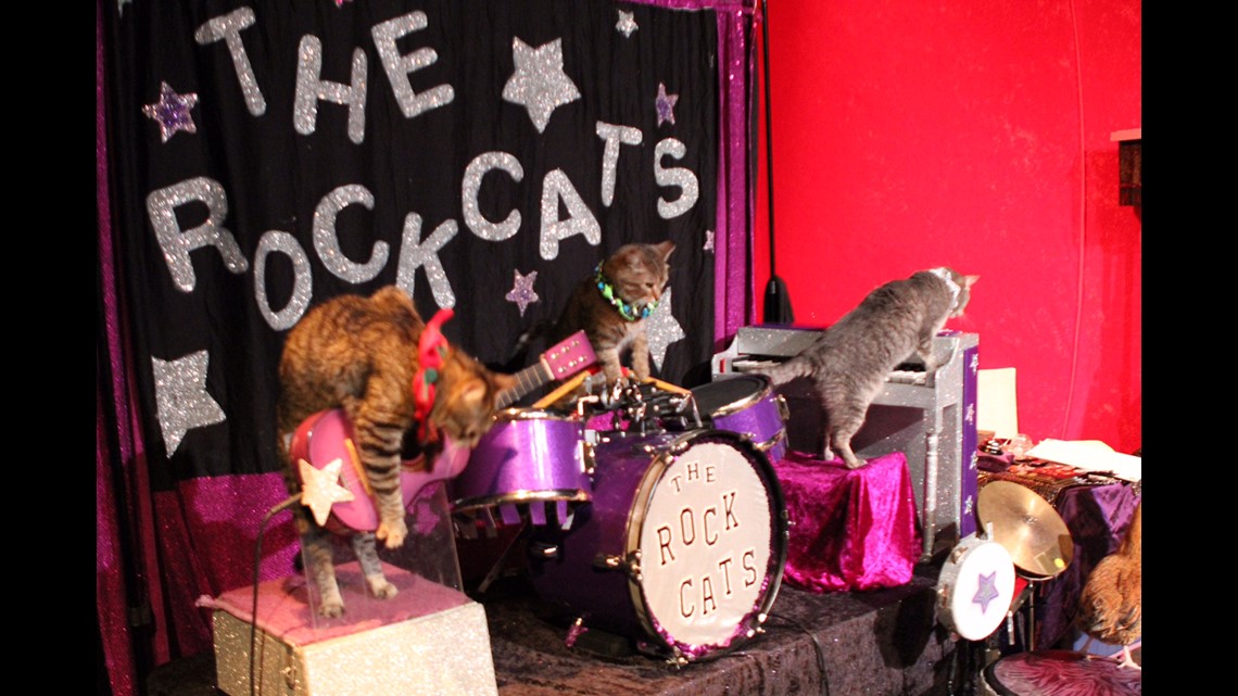 'Cat Circus' draws Atlanta crowd | 11alive.com