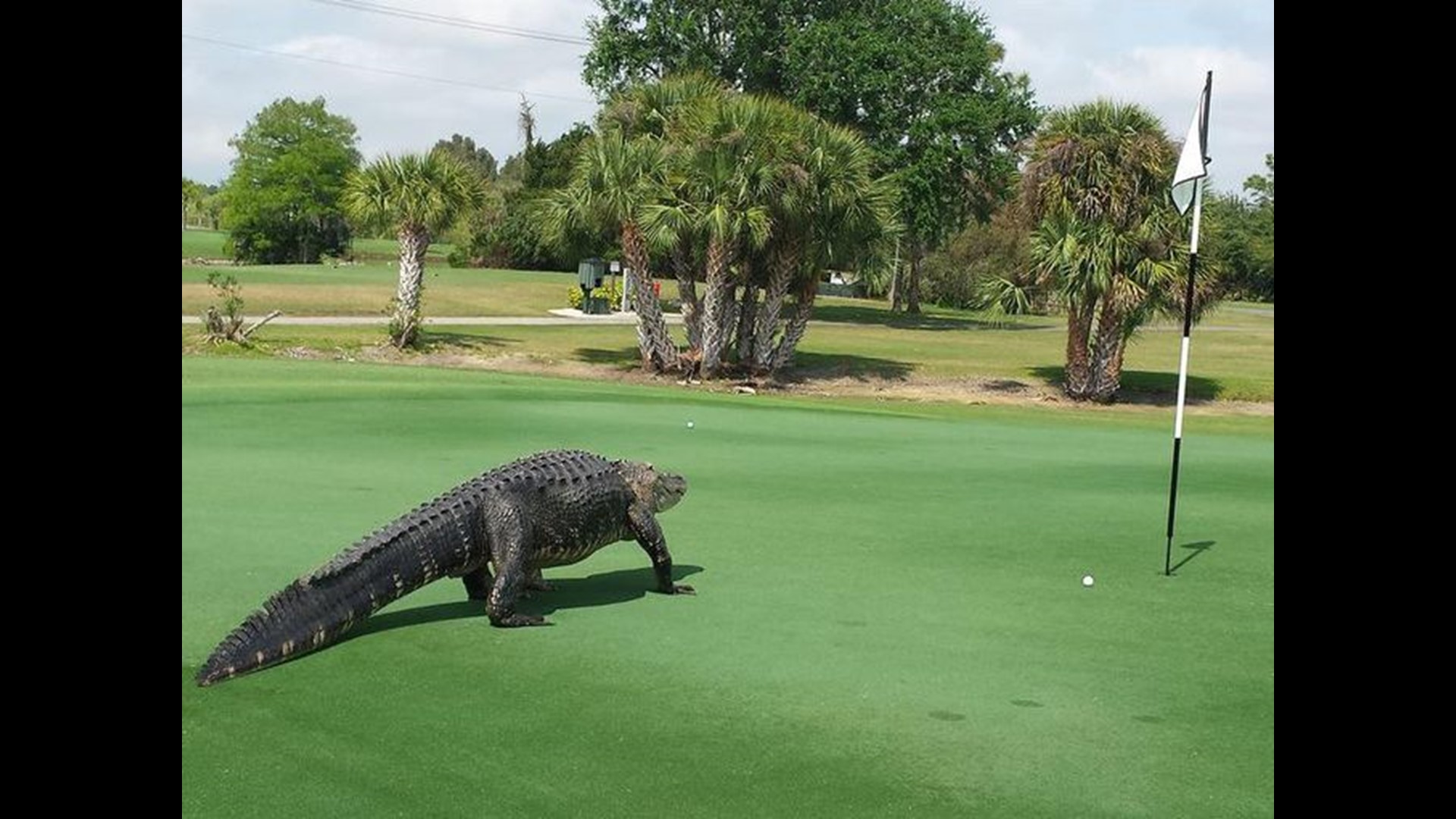 Big alligator relaxes on golf course, takes pics | 11alive.com