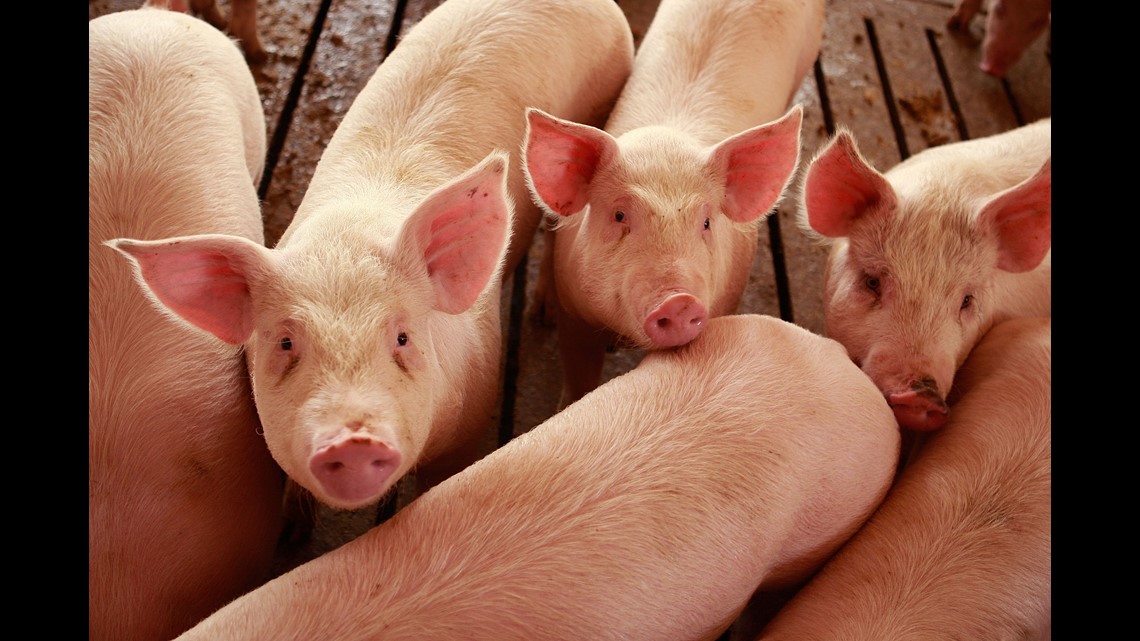 Georgia warning of fatal pig disease | 11alive.com
