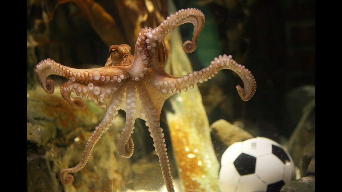 Inky the octopus escapes New Zealand aquarium, makes it to ocean ...