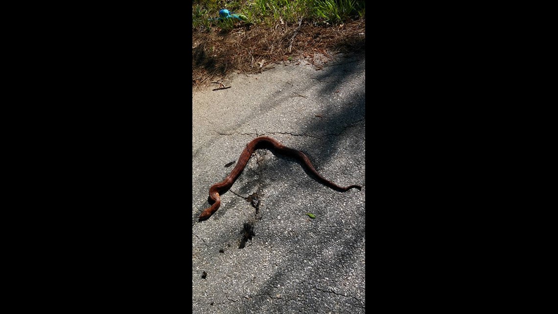 VERIFY: Was a massive copperhead snake found in Canton, Ga.? | 11alive.com
