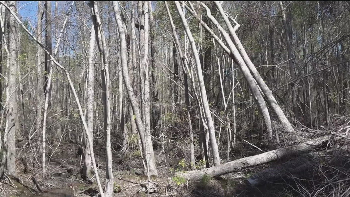 Georgia timber farmers face losses six months after Helene | 11alive.com