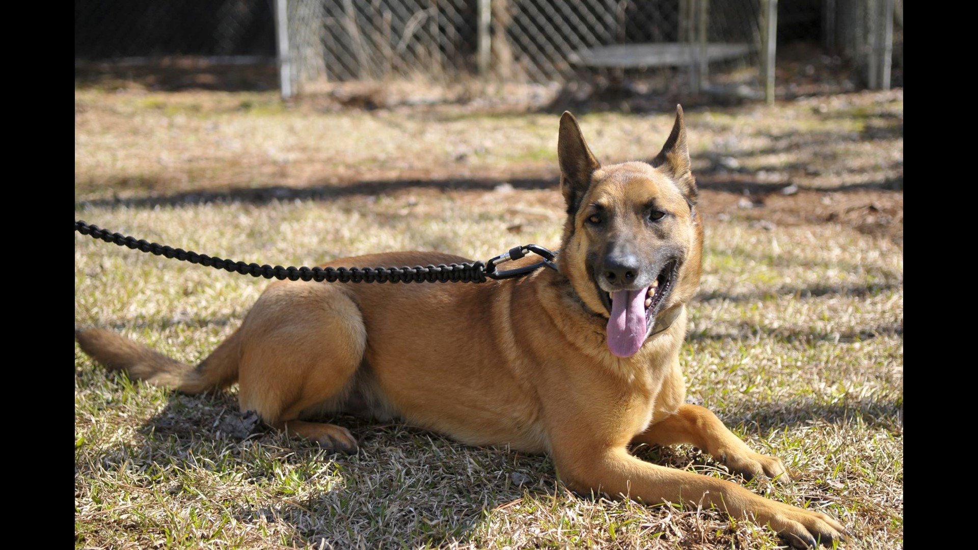 'He's the best partner you could have' | Memorial held for K-9 Officer ...