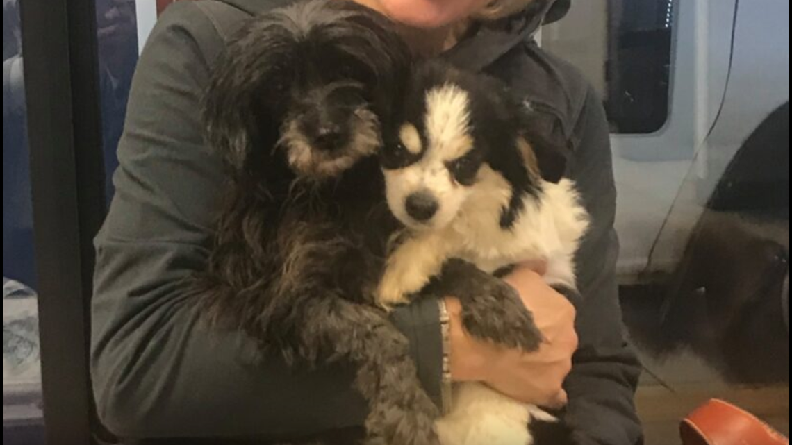 China Rescue Dogs' rescue missions put on hold | 11alive.com