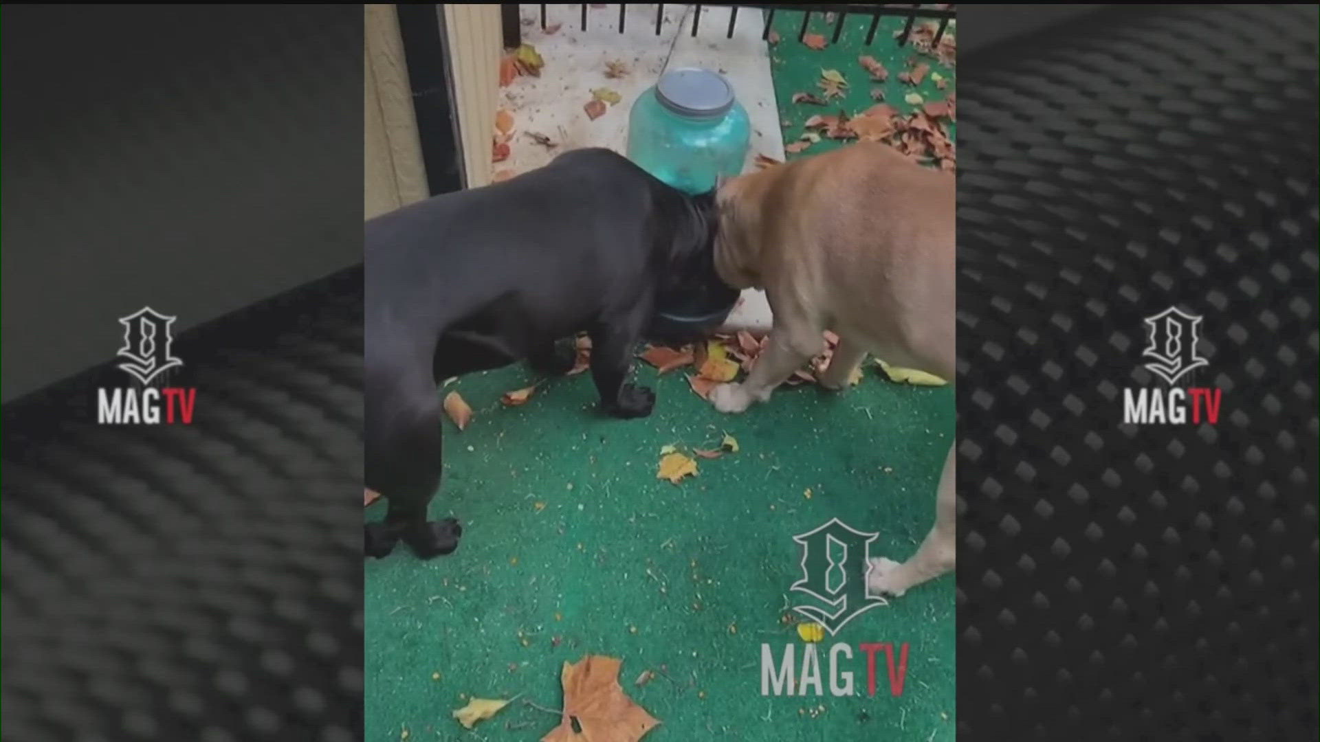 Owner of dog killed by actor Tyrese Gibson's dogs in Buckhead upset for justice | 11alive.com