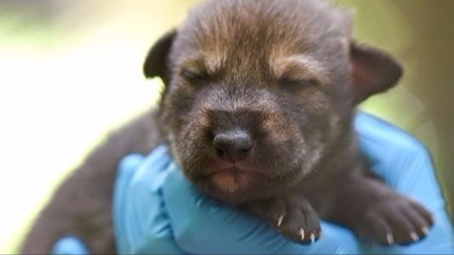 Rare red wolf born at Knoxville Zoo | 11alive.com