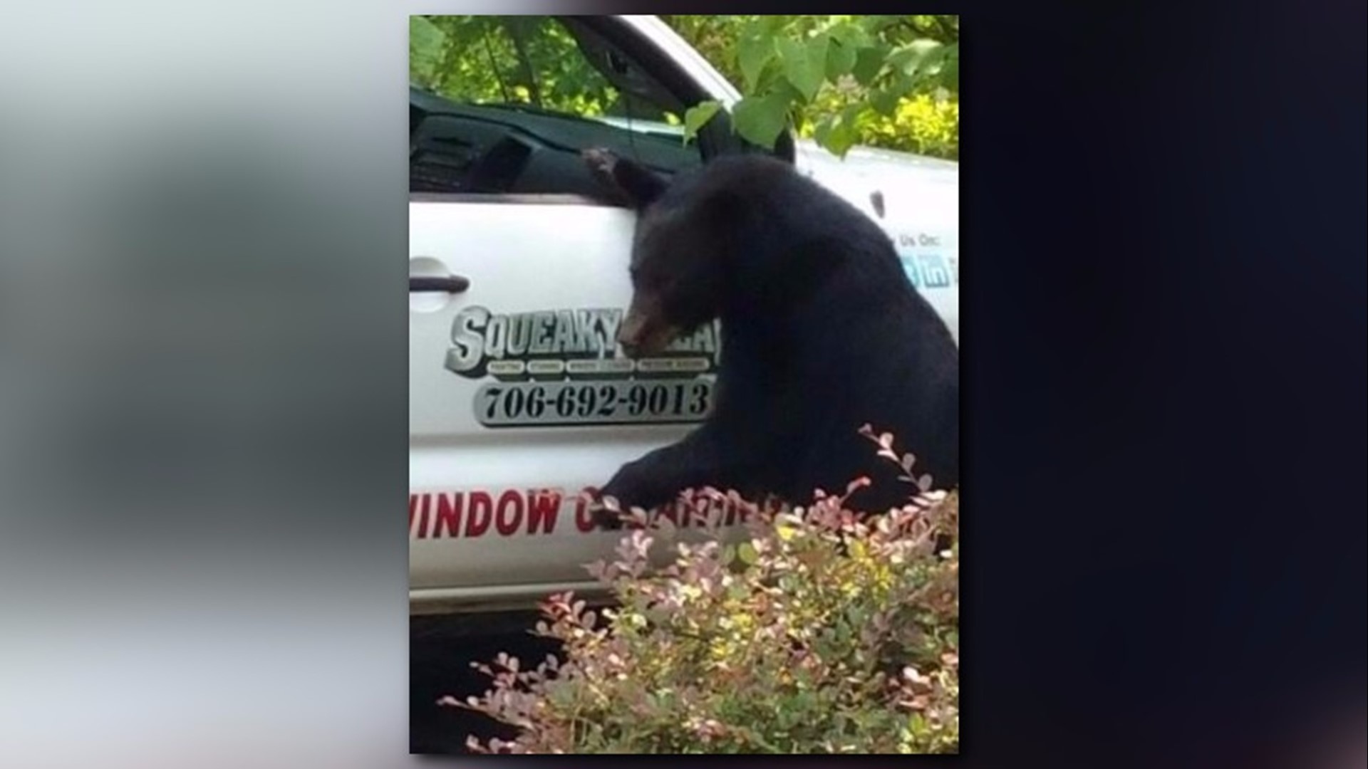 More evidence shows New Jersey's bipedal bear Pedals was killed ...