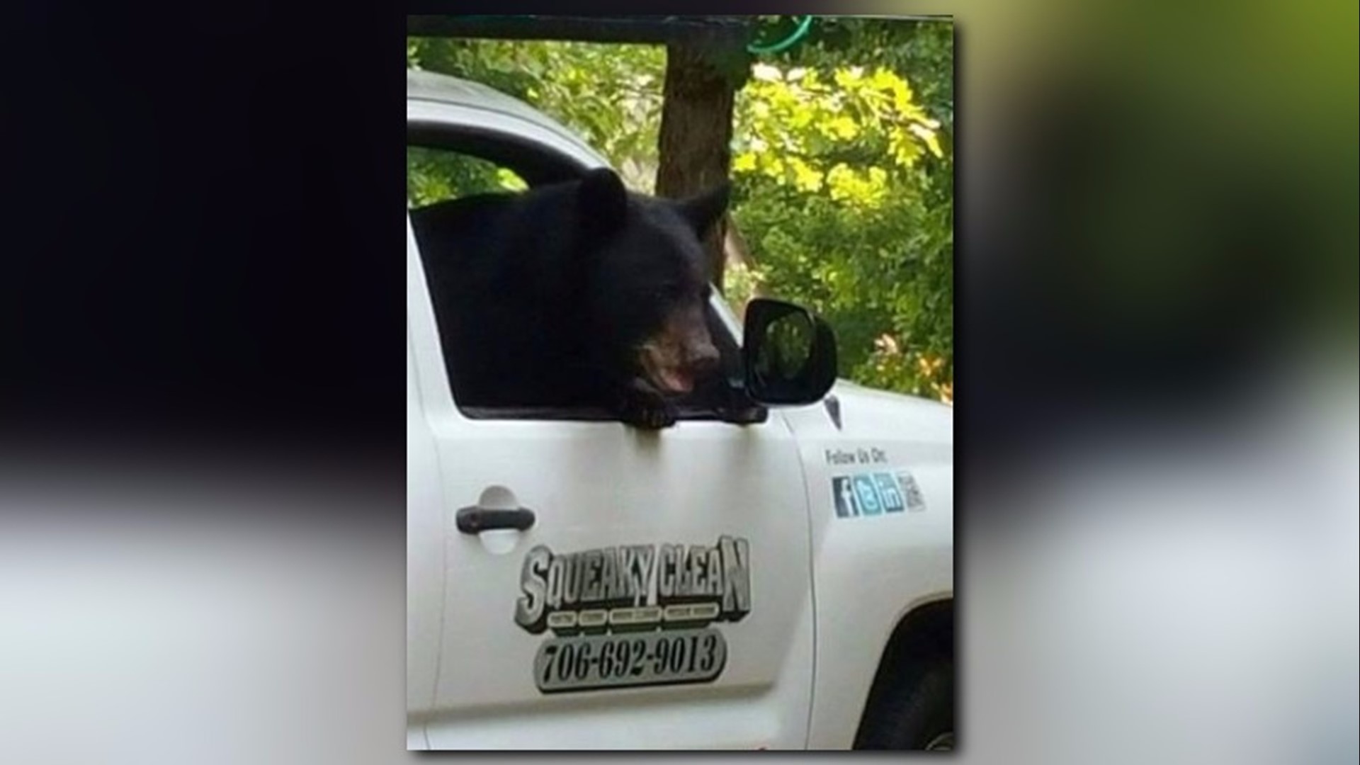 More evidence shows New Jersey's bipedal bear Pedals was killed ...