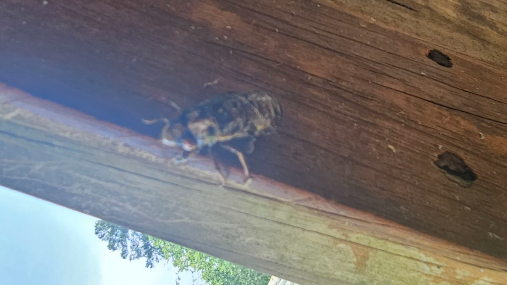 Cicadas in Georgia 2024 | First sightings reported | 11alive.com