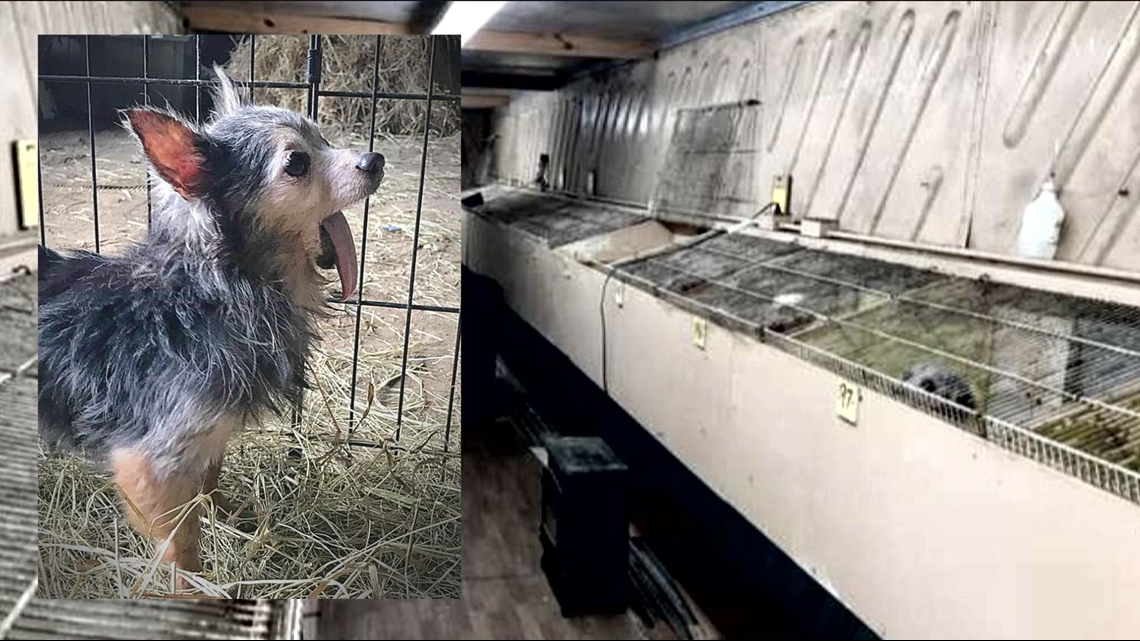 Hidden in plain sight: Sick animals, a jawless dog and a system that ...