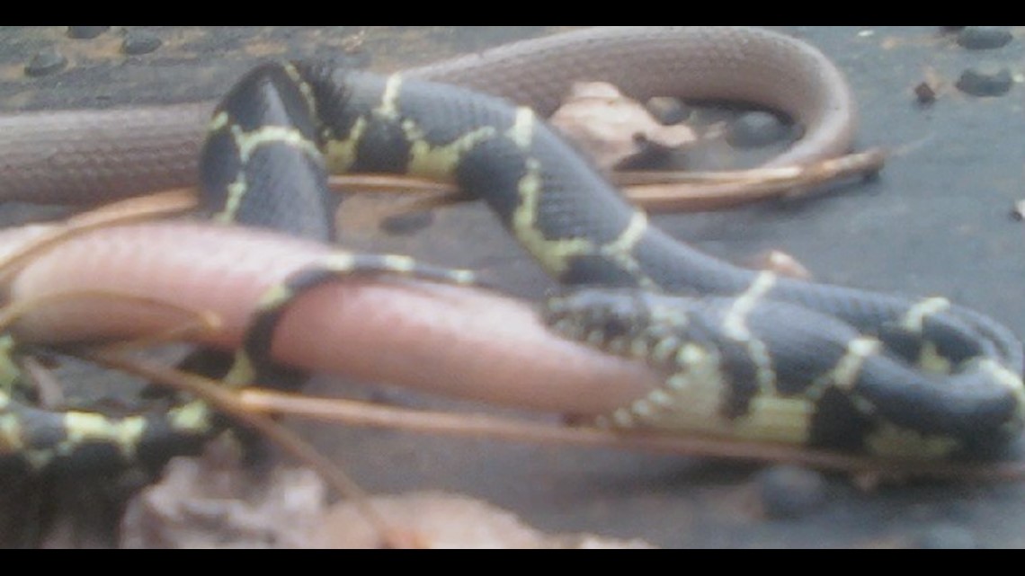 VERIFY: Was a massive copperhead snake found in Canton, Ga.? | 11alive.com