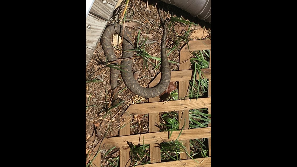 Snakes found in Georgia | 11alive.com