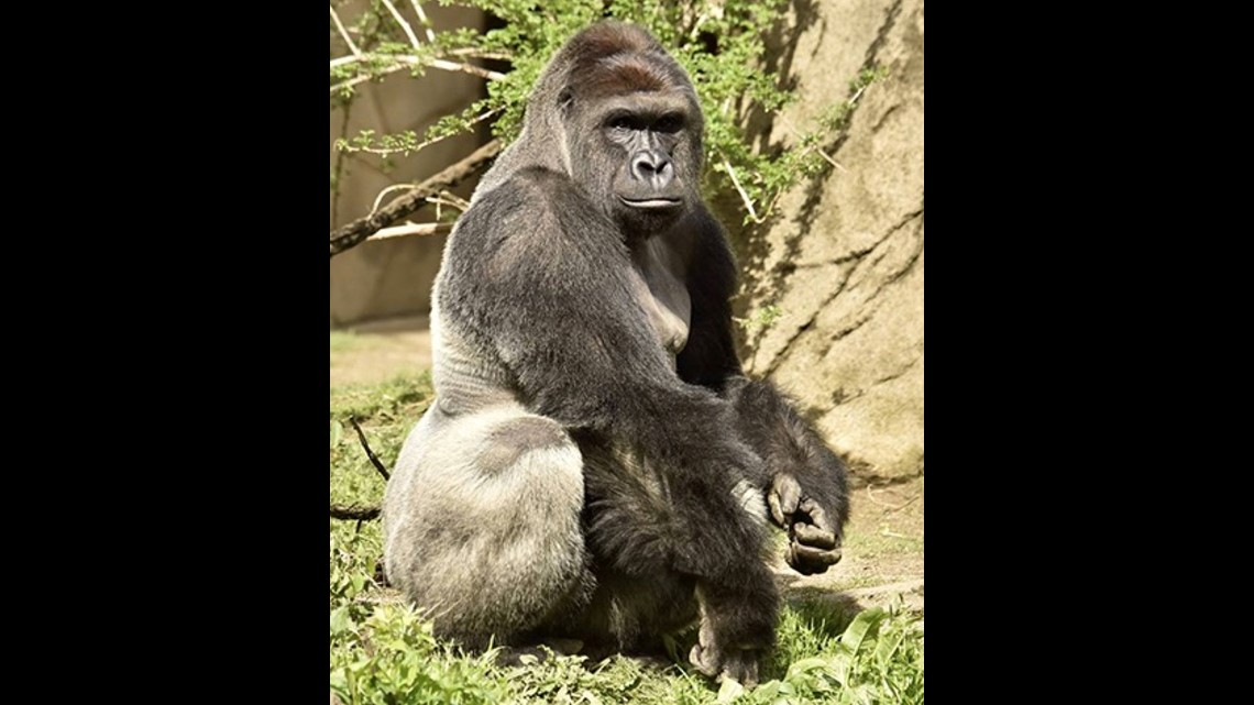 WATCH | Full video of gorilla incident at Cincinnati Zoo | 11alive.com